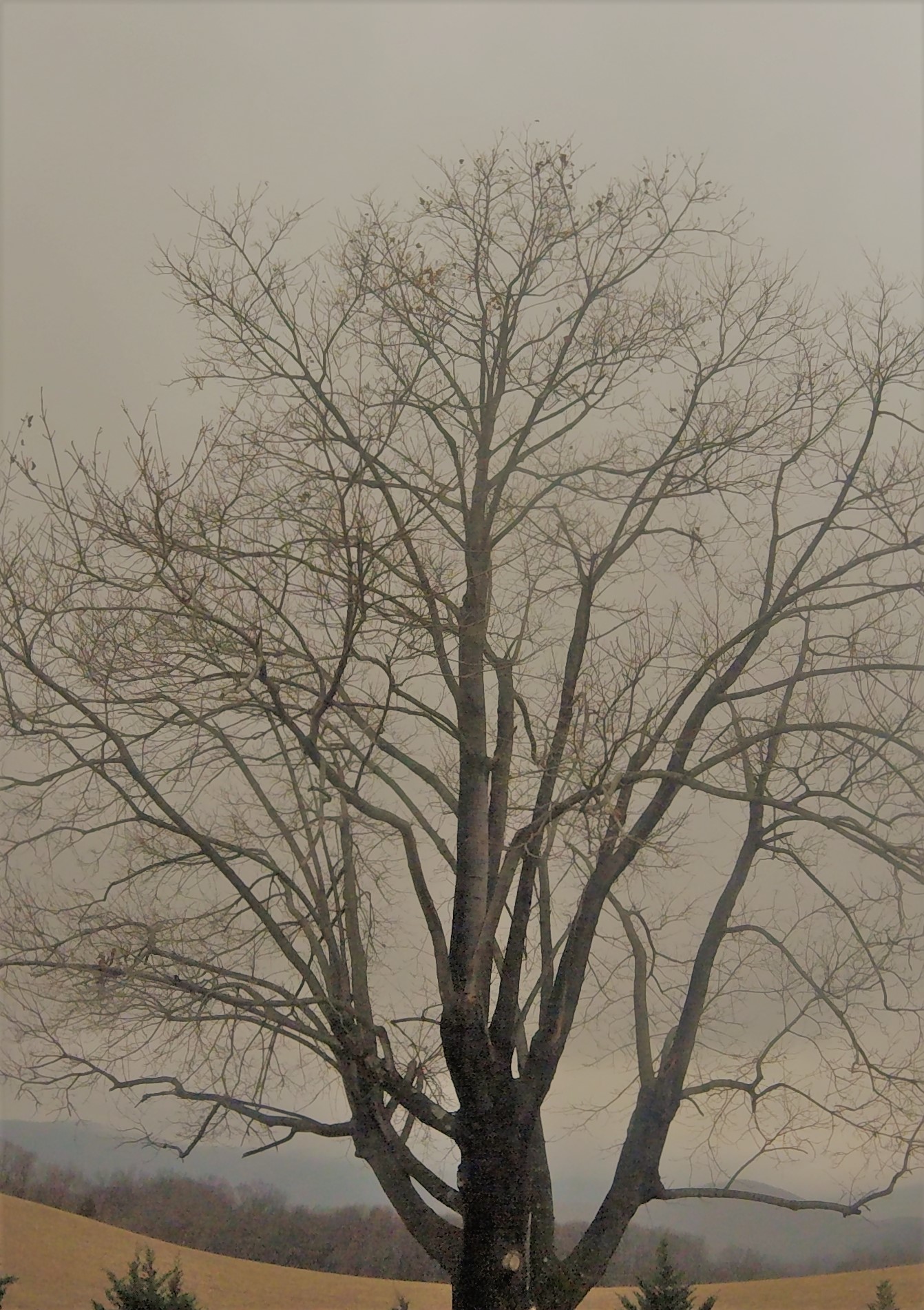 The Tree – scarefirsttalklater